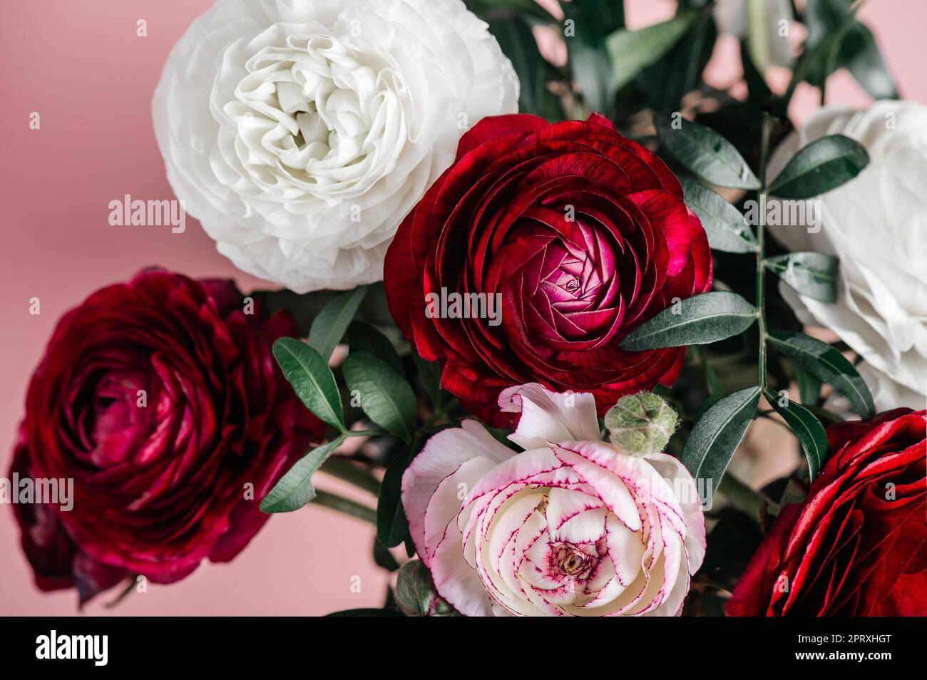Floral arrangments of tender ranunculus flowers Stock Photo - Alamy
