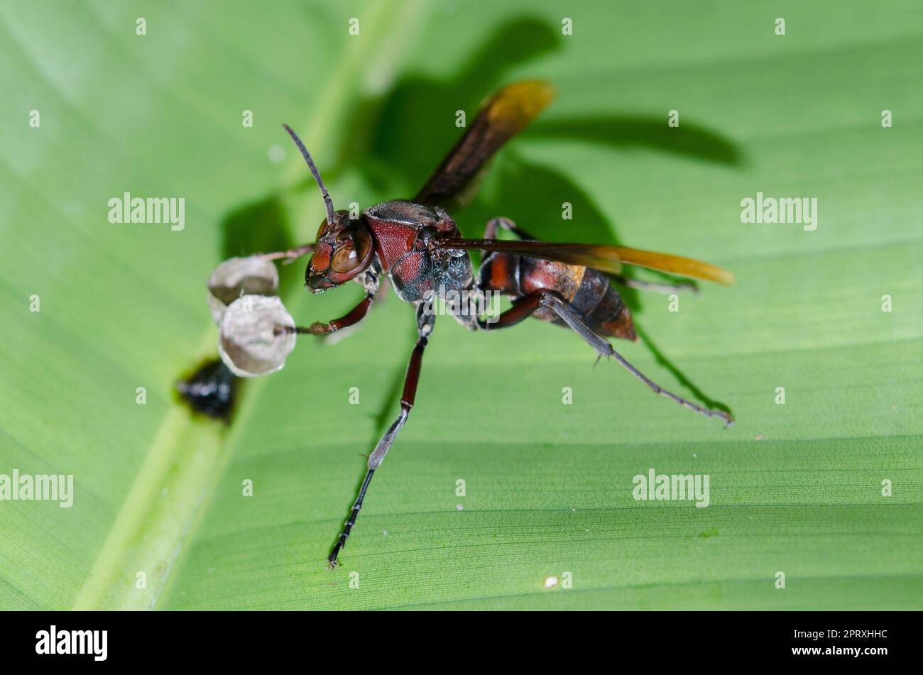 Paper Wasp, Polistes sp, starting to build a new nest, Klungkung, Bali ...