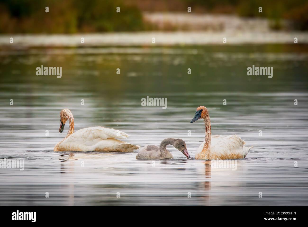 I photographed this family of Trumpeter Swans (Cygnus buccinator) at ...