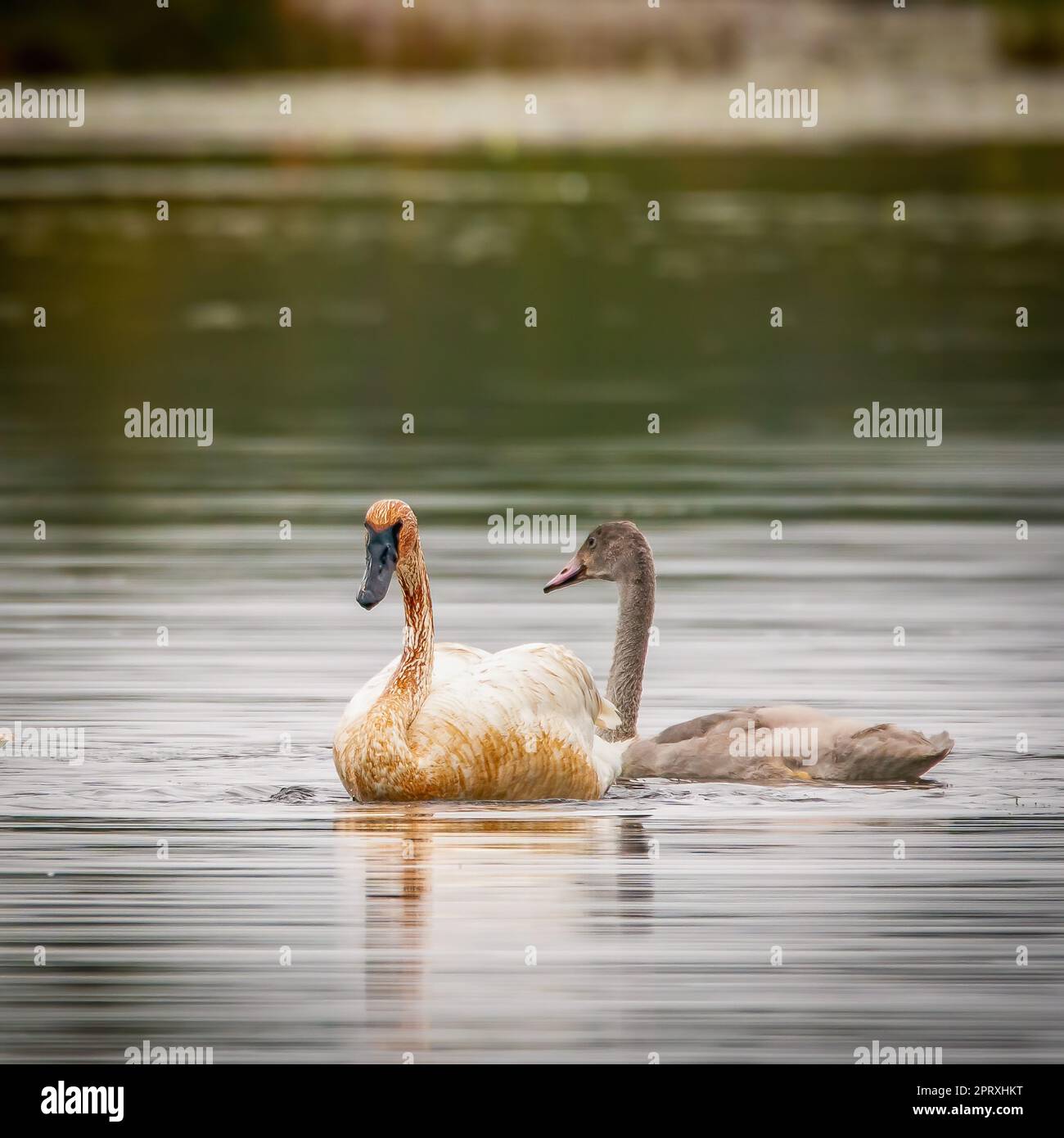 I photographed this family of Trumpeter Swans (Cygnus buccinator) at ...