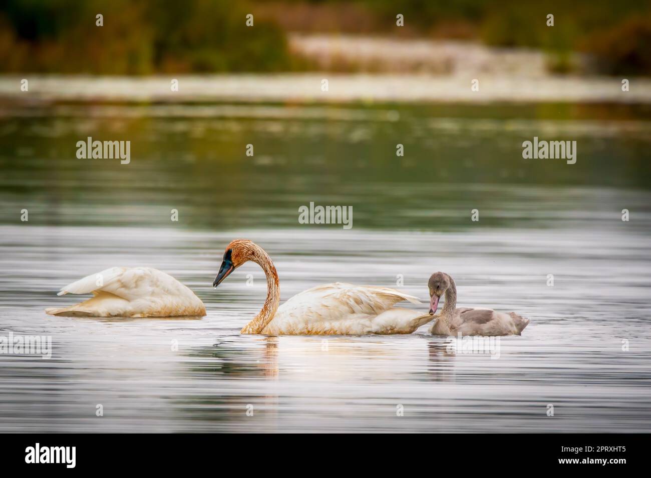I photographed this family of Trumpeter Swans (Cygnus buccinator) at ...