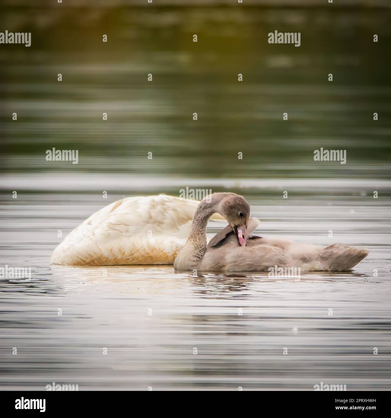 I photographed this family of Trumpeter Swans (Cygnus buccinator) at ...