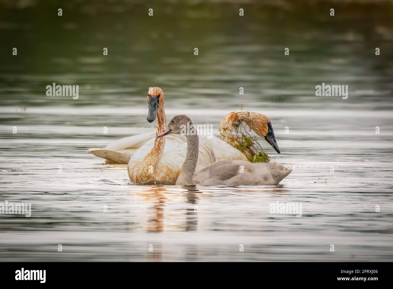 I photographed this family of Trumpeter Swans (Cygnus buccinator) at ...