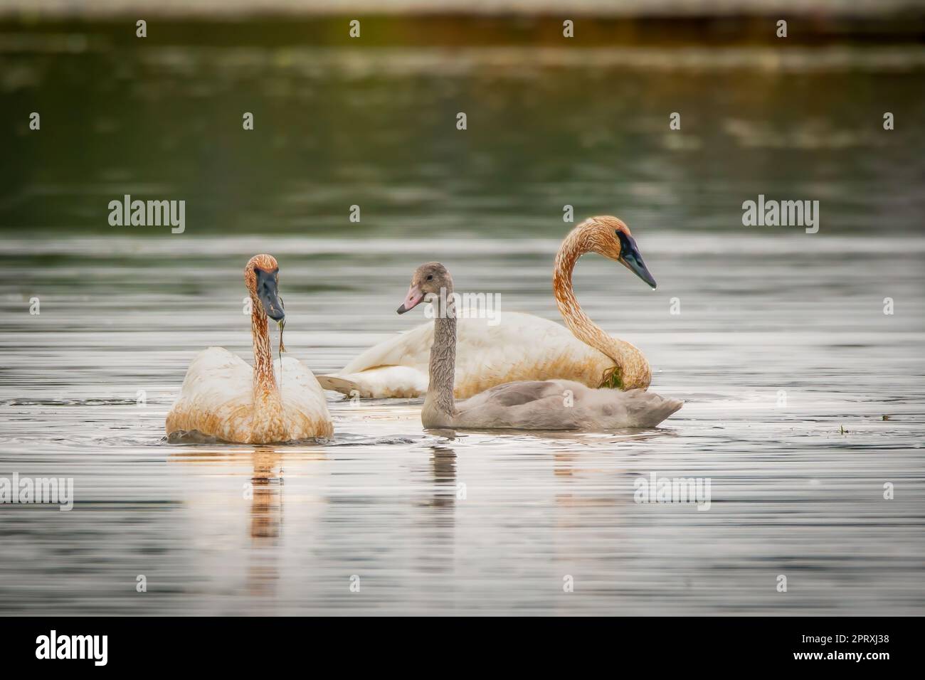 I photographed this family of Trumpeter Swans (Cygnus buccinator) at ...