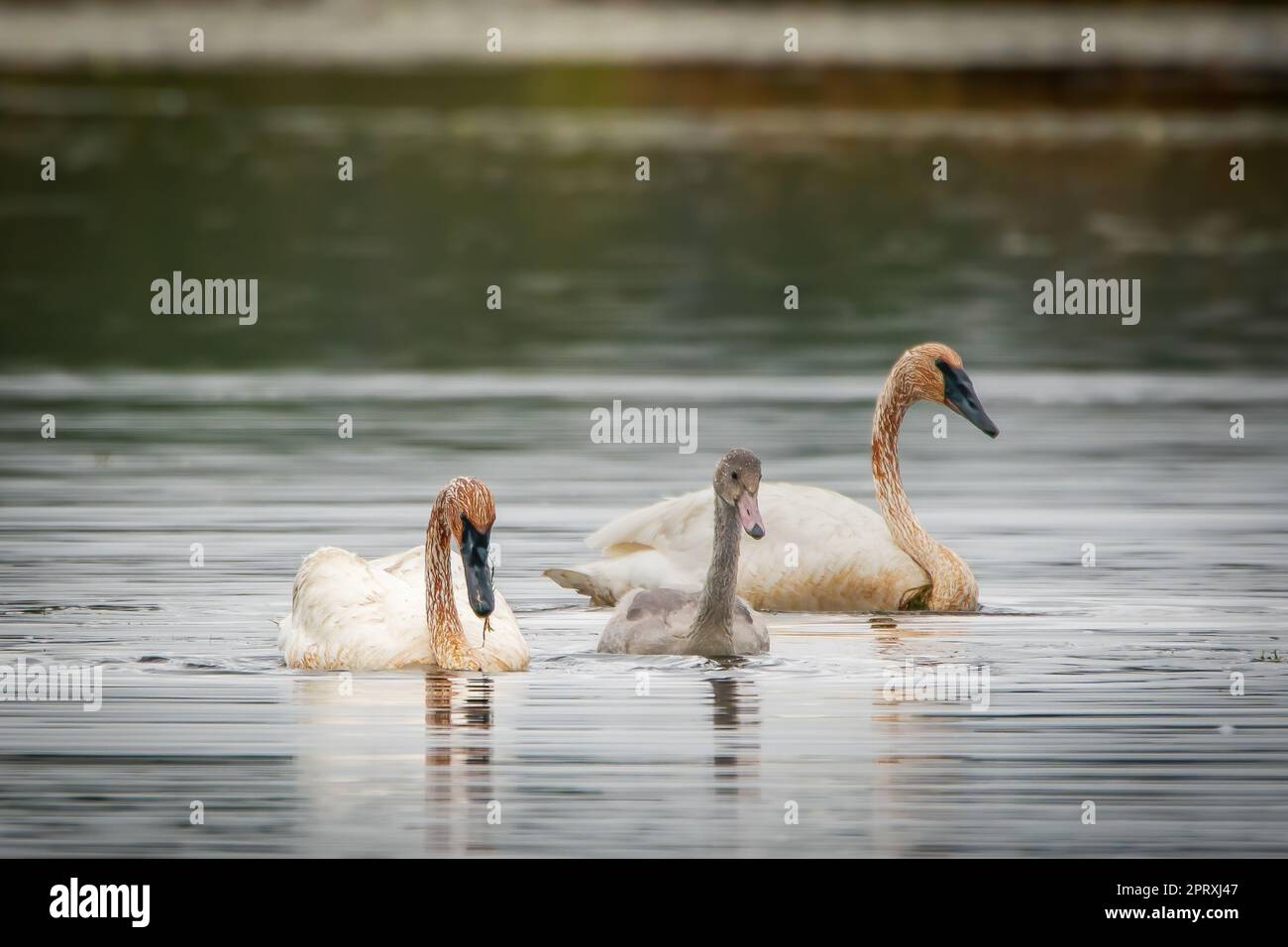 I photographed this family of Trumpeter Swans (Cygnus buccinator) at ...
