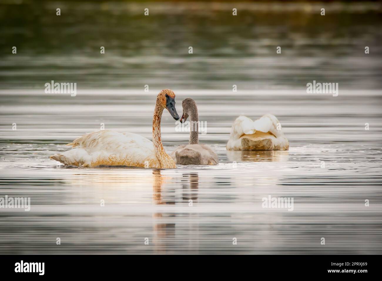 I photographed this family of Trumpeter Swans (Cygnus buccinator) at ...