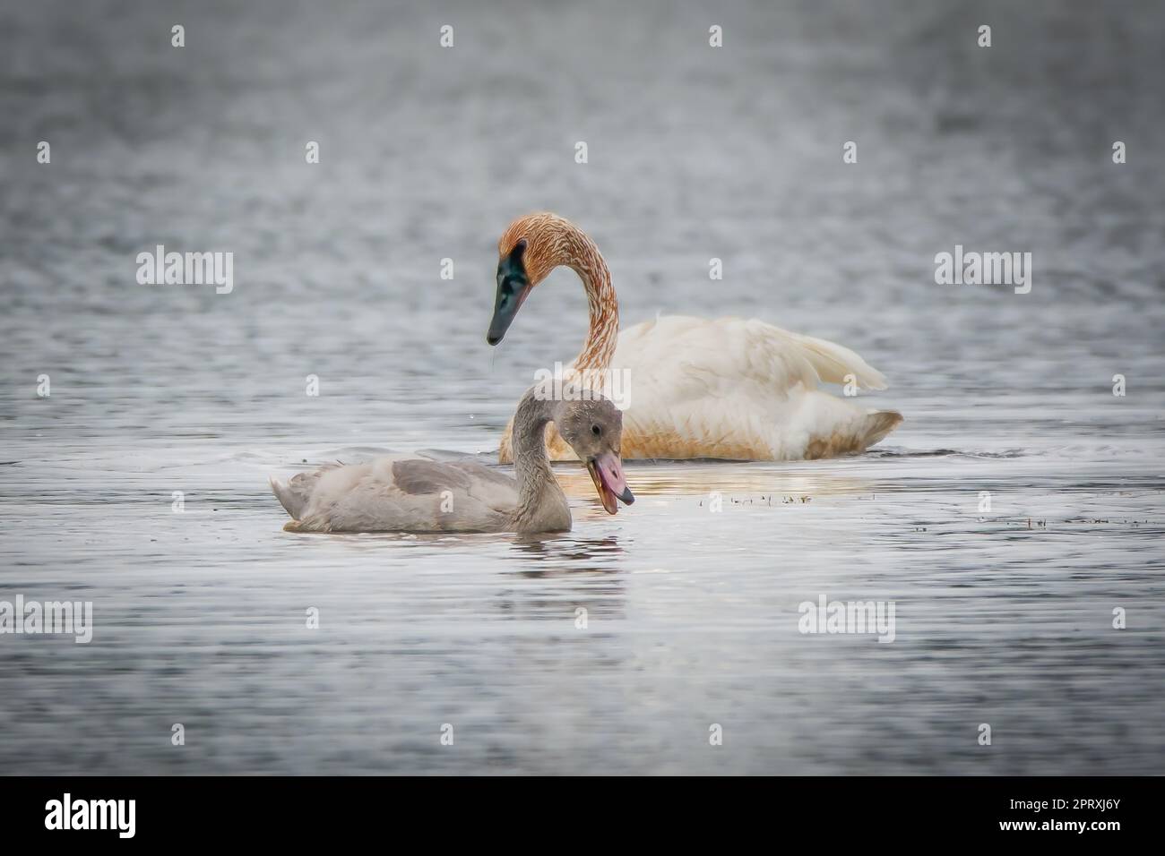 I photographed this family of Trumpeter Swans (Cygnus buccinator) at ...