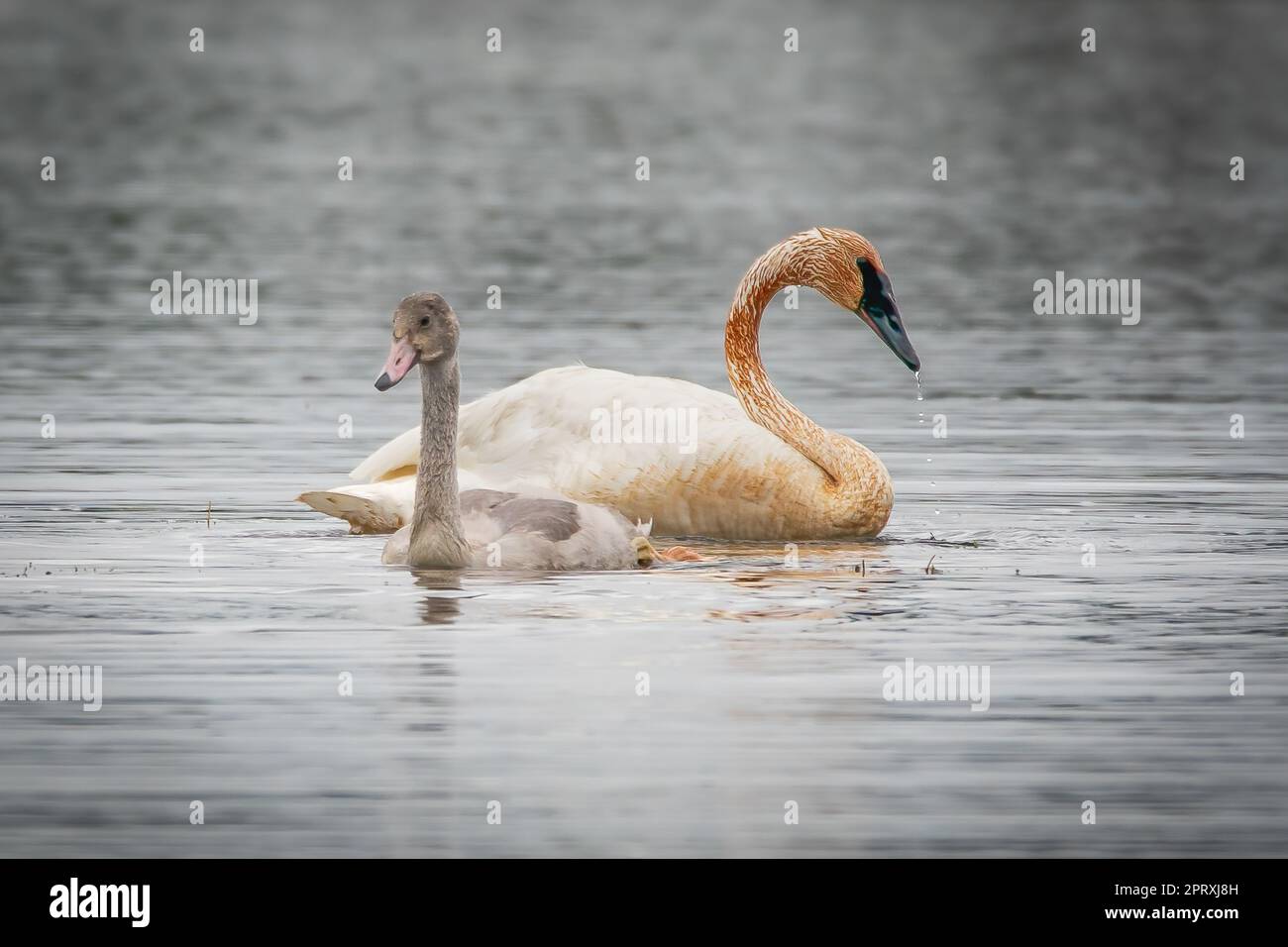 I photographed this family of Trumpeter Swans (Cygnus buccinator) at ...