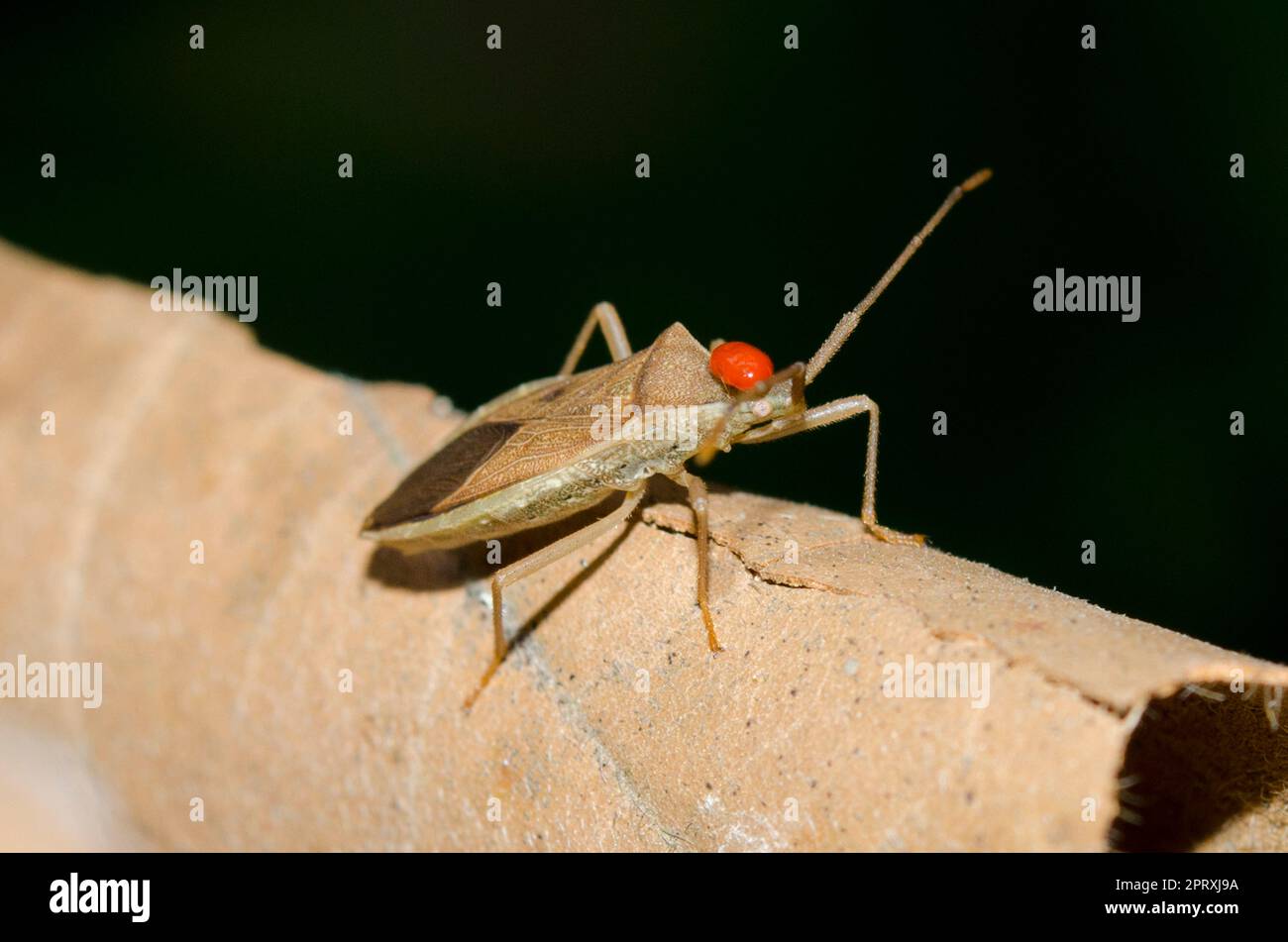 Leaf-footed Bug, Coreidae Family, with Long-legged Velvet Mite ...