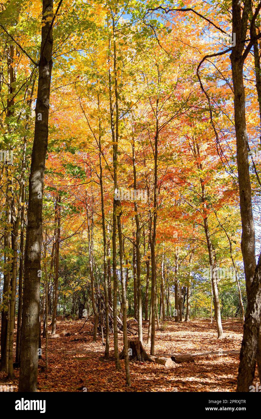 Autumn painted the forests of Canadian forests with golden colors Stock ...