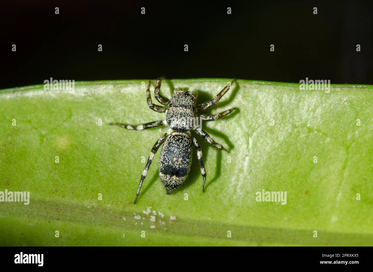 Female cosmophasis umbratica hi-res stock photography and images - Alamy