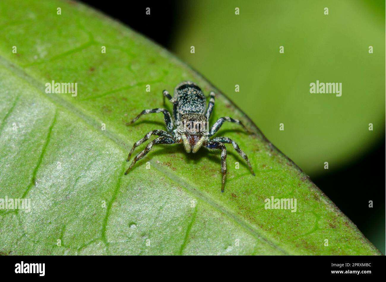 Cosmophasis umbratica hi-res stock photography and images - Alamy