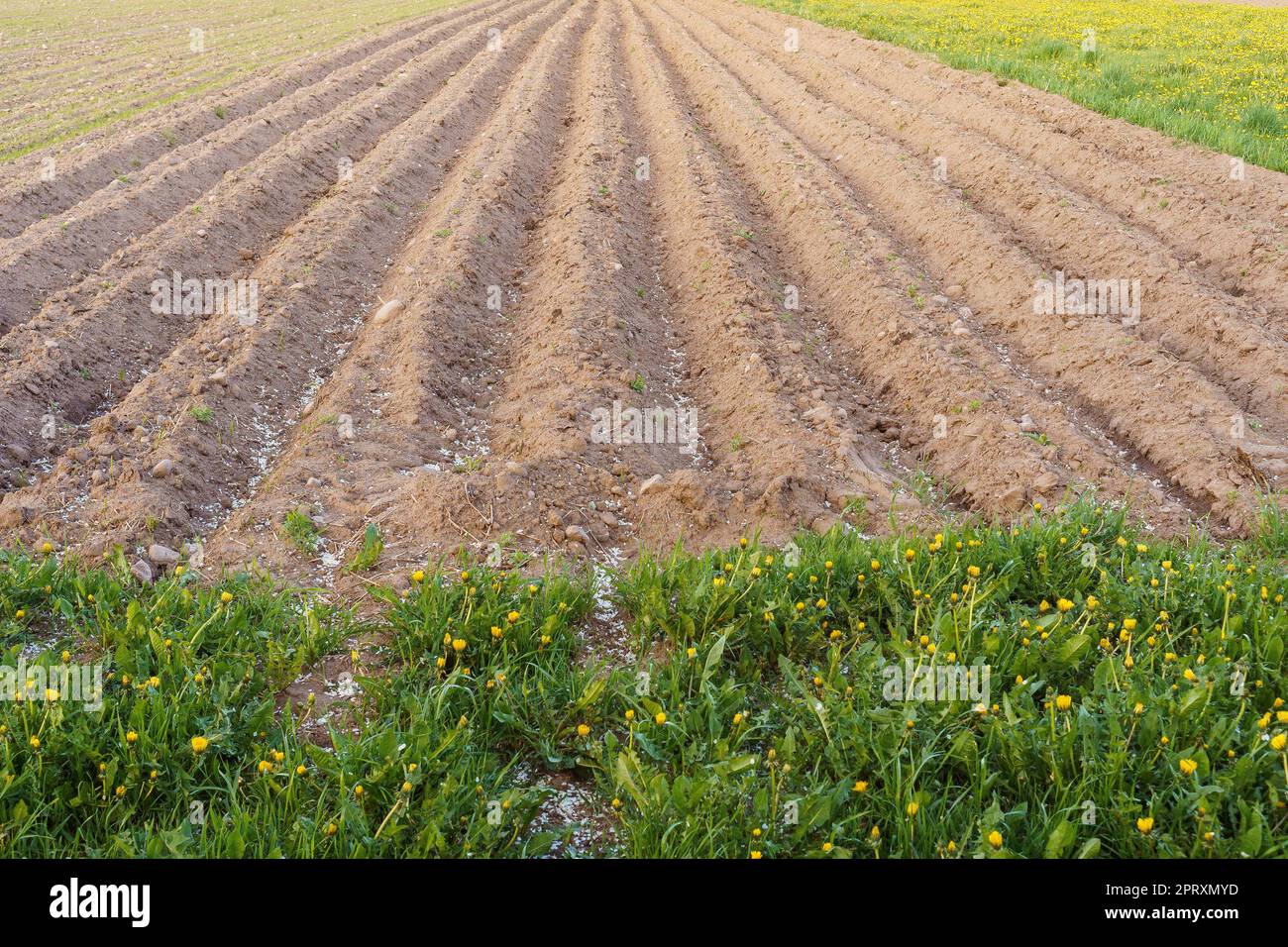 View of newly sown plowed field. Earth is dug up and potatoes are ...