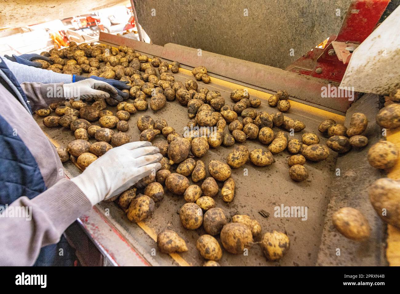 Potato sorting, processing and packing on factory Stock Photo - Alamy