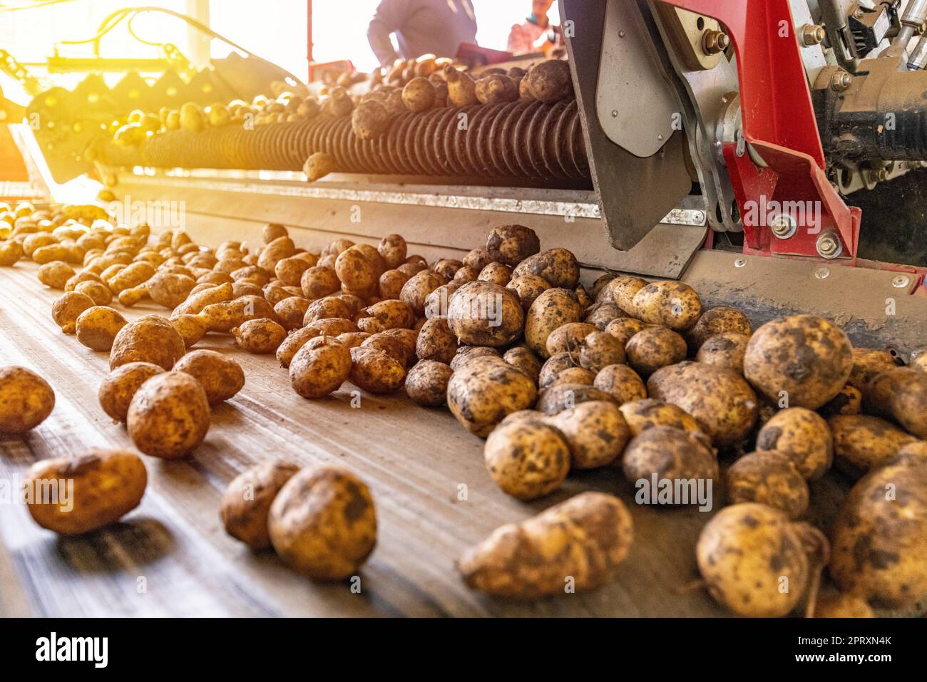 Potato sorting machine on production line. Agriculture or farming ...