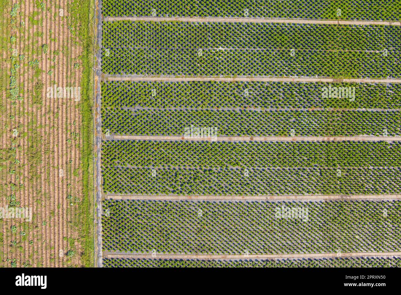 Landscape aerial view of chrysanthemum folwers plantation Stock Photo ...