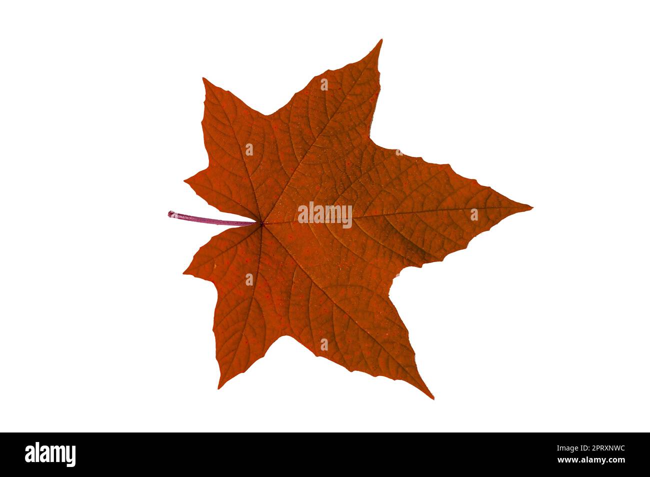 Beautiful tree leaves vector pattern Cut Out Stock Images & Pictures ...
