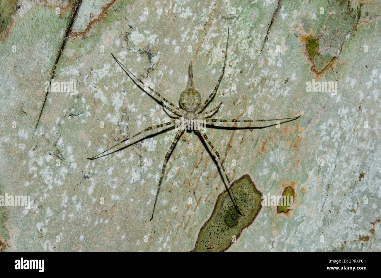 Tree Trunk Spider, Hersiliidae Family, camouflaged on tree, Klungkung ...