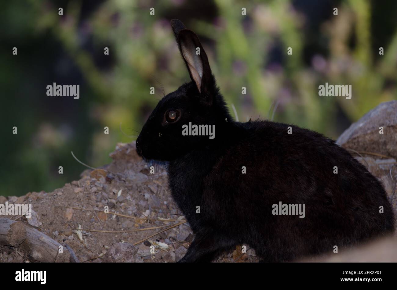 Melanistic European rabbit Oryctolagus cuniculus. Integral Natural ...