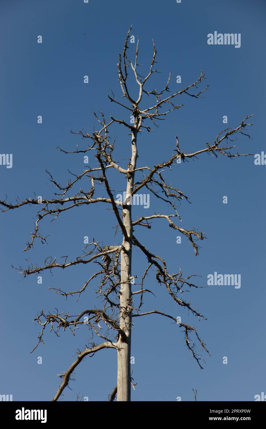 Dead Canary Island pine Pinus canariensis. Integral Natural Reserve of ...