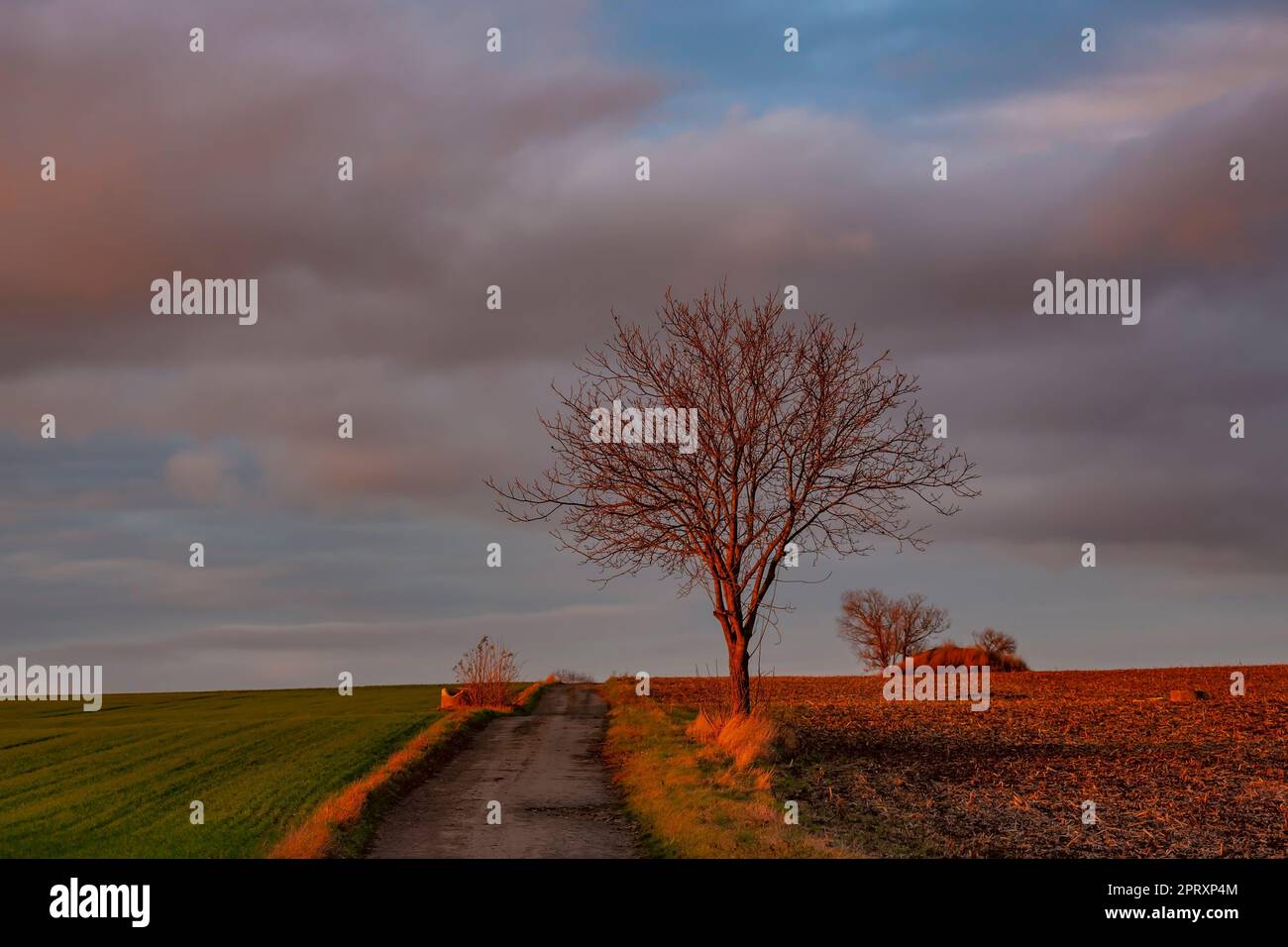 lonely tree with path during sunset Stock Photo - Alamy
