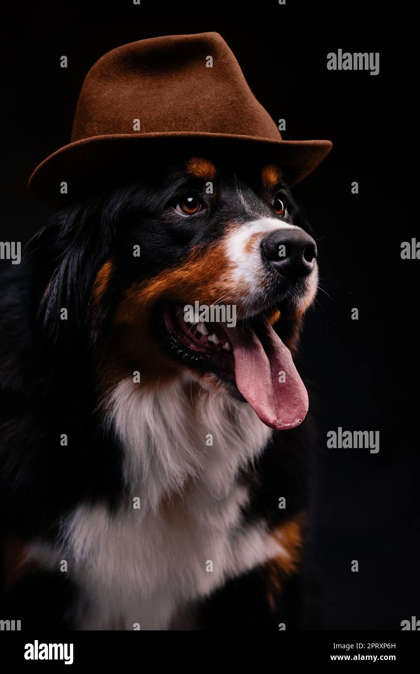Close-up portrait of Bernese Mountain Dog in hat against black ...