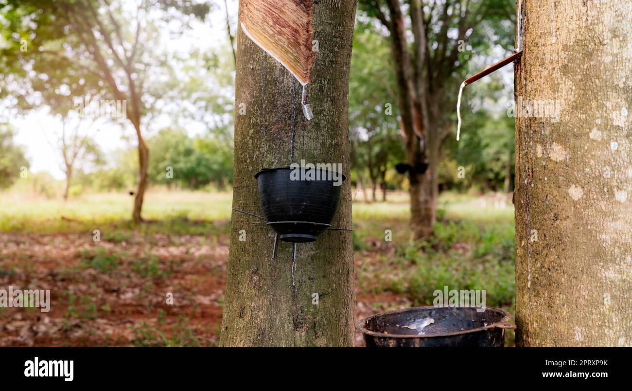Rubber tapping in rubber tree garden. Natural latex extracted from para ...