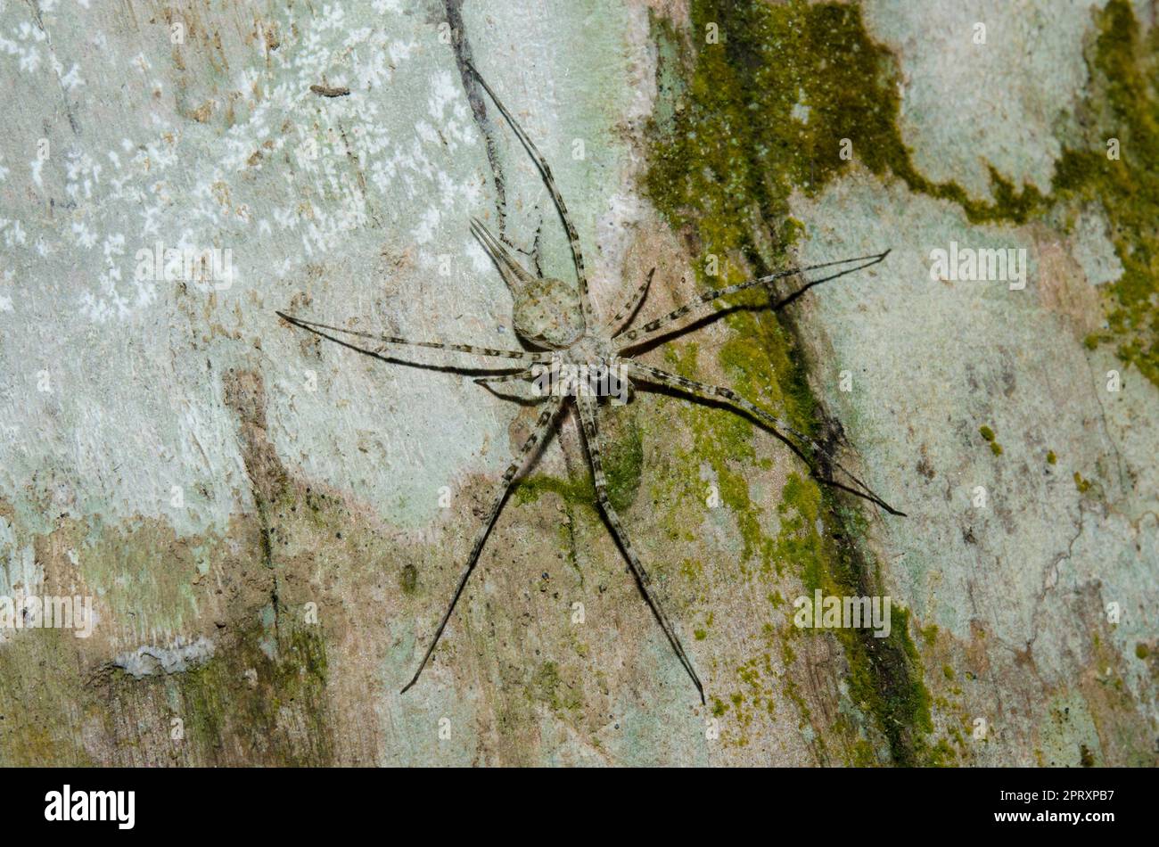 Tree Trunk Spider, Hersiliidae Family, camouflaged on tree, Klungkung ...