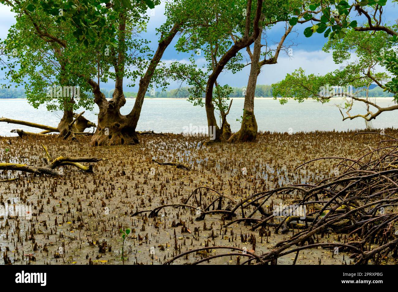 Tropical mangrove trees at low tide water beach, Pulau Mawar, Endau ...