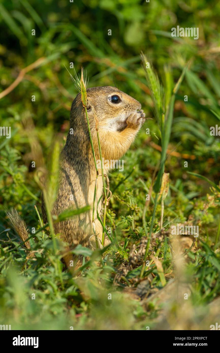Souslik, European ground squirrel, (Spermophilus citellus) among its ...