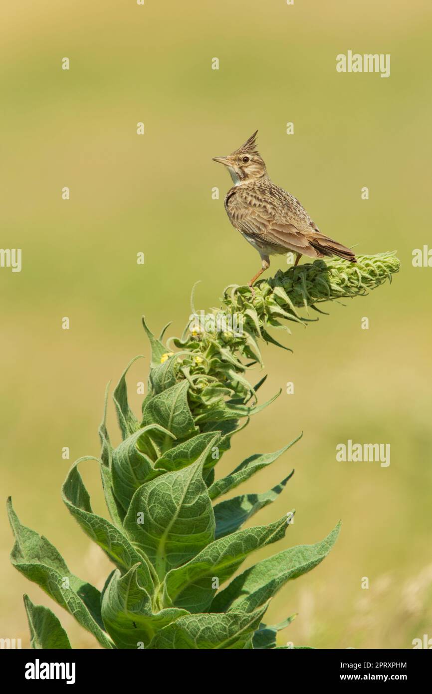 Galerida c cristata hi-res stock photography and images - Alamy
