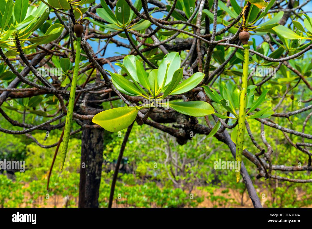 Mangrove with seeds hanging from tropical mangrove trees at low tide ...