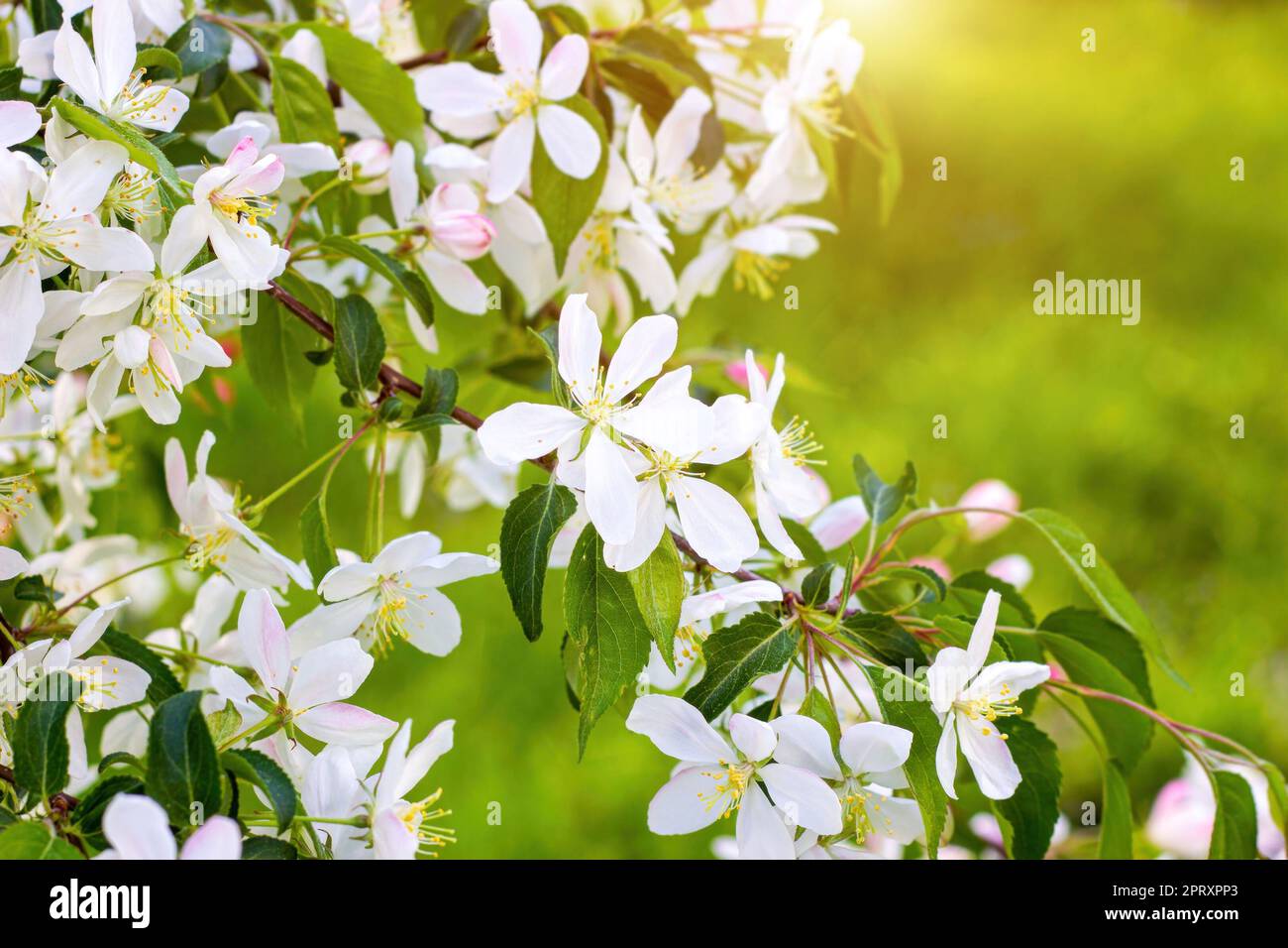 White crabapple tree blossom on green leaves background in the garden ...