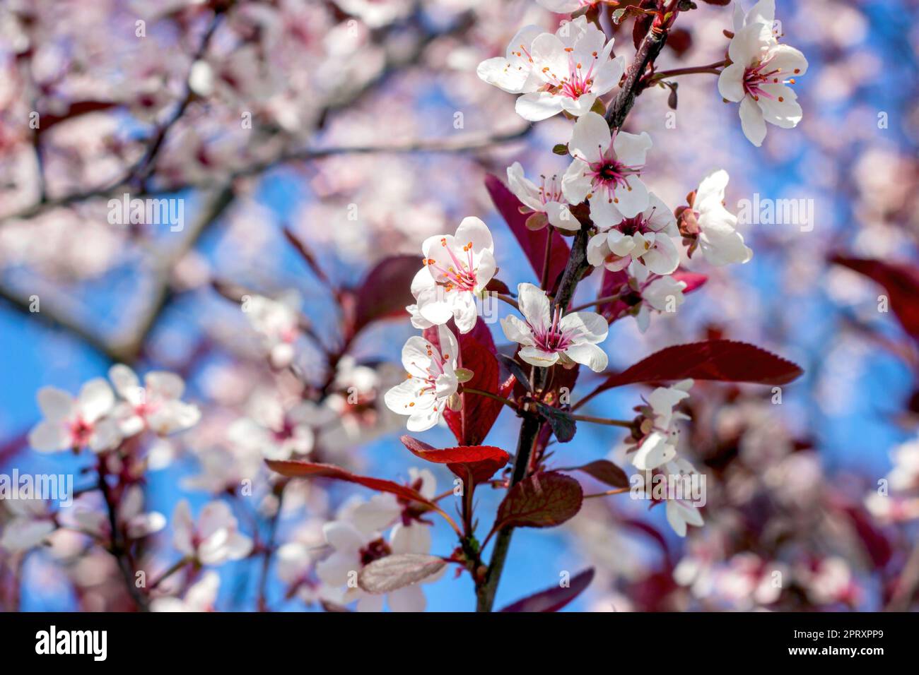 Flowering ornamental purple-leaf plum Hollywood with white flowers in ...