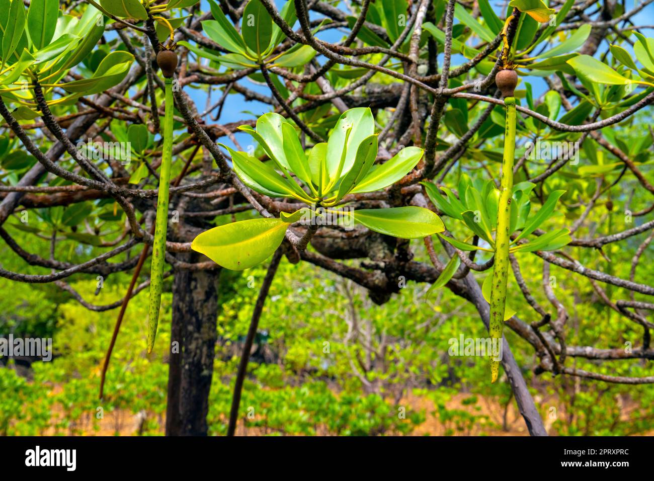 Mangrove with seeds hanging from tropical mangrove trees at low tide ...