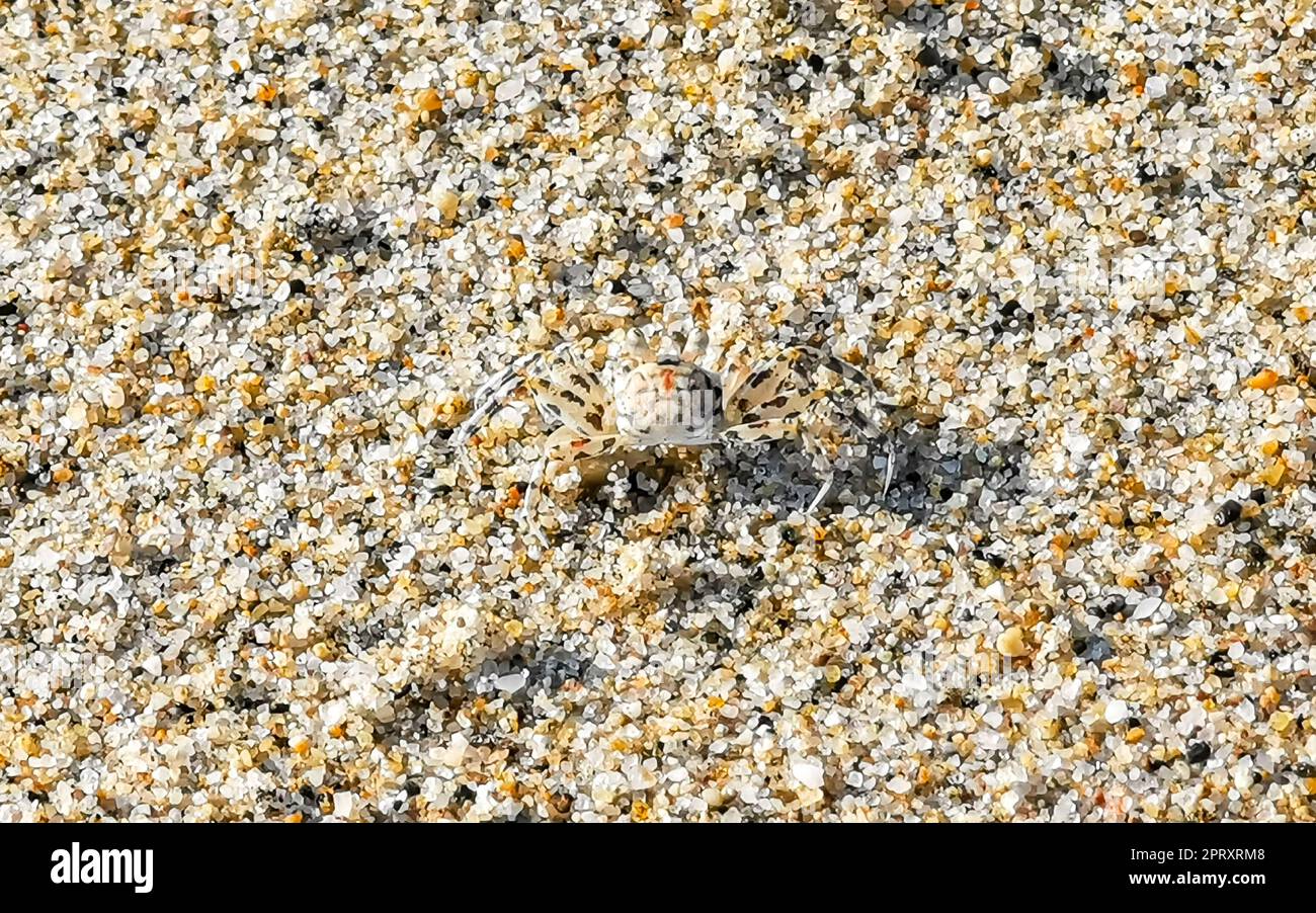 Tiny sand crab beach crab run and dig around on the beach sand in ...