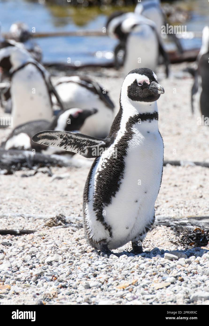 African penguin group closeup hi-res stock photography and images - Alamy