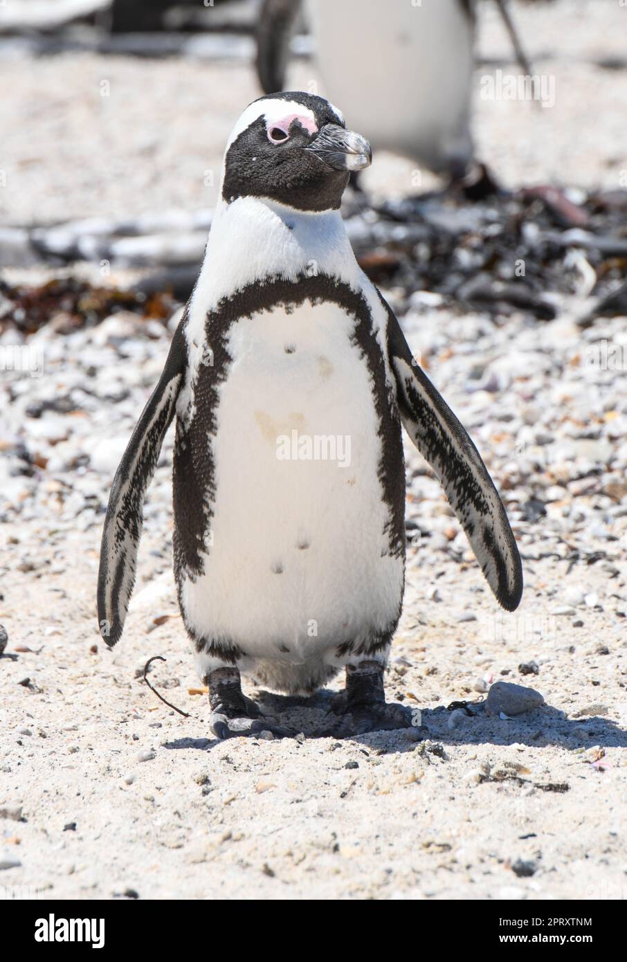Penguin colony at Stony point of Betty's bay on South Africa Stock ...