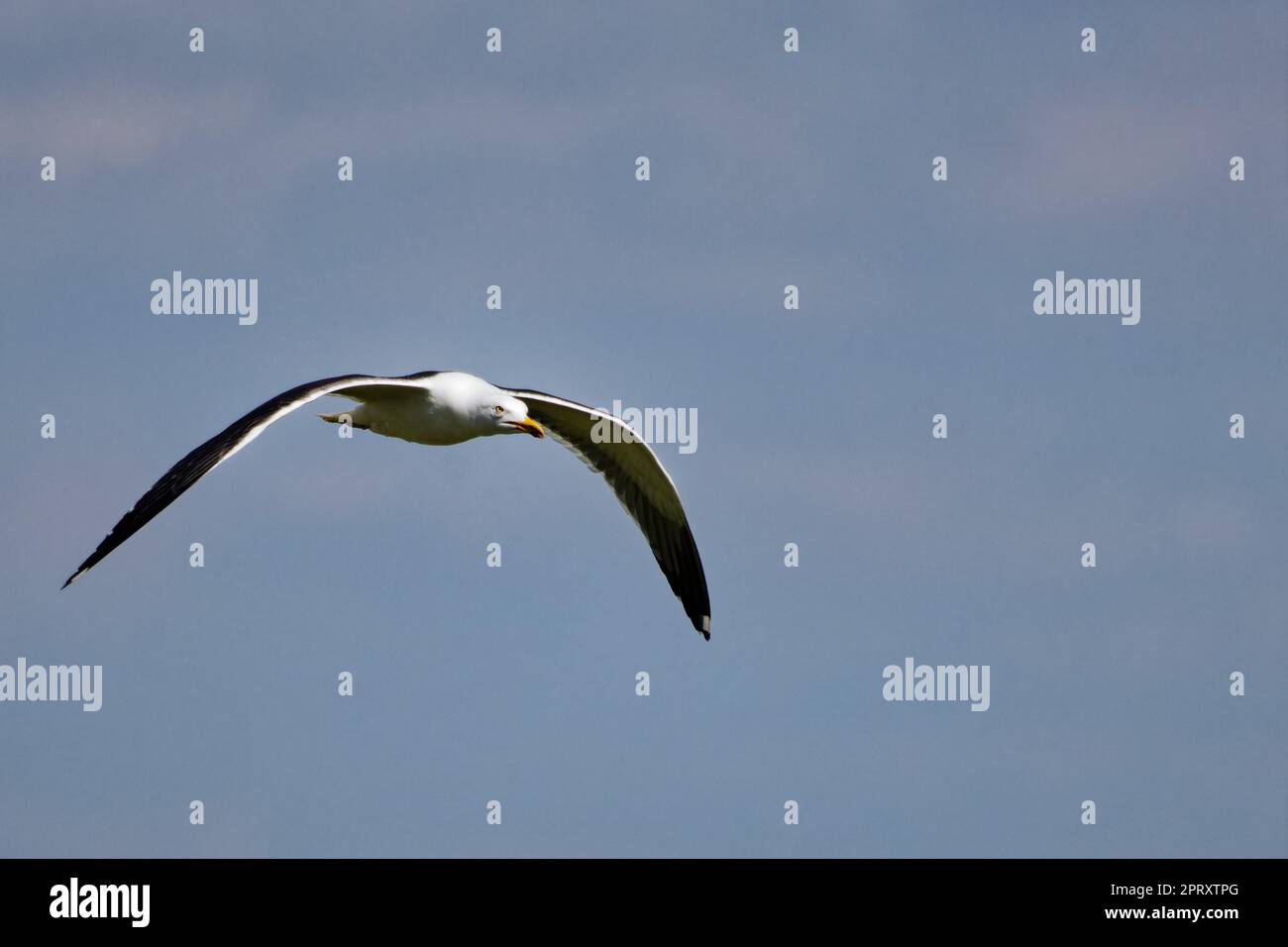 Lesser Black-backed Gull (Larus fuscus) in flight Stock Photo - Alamy