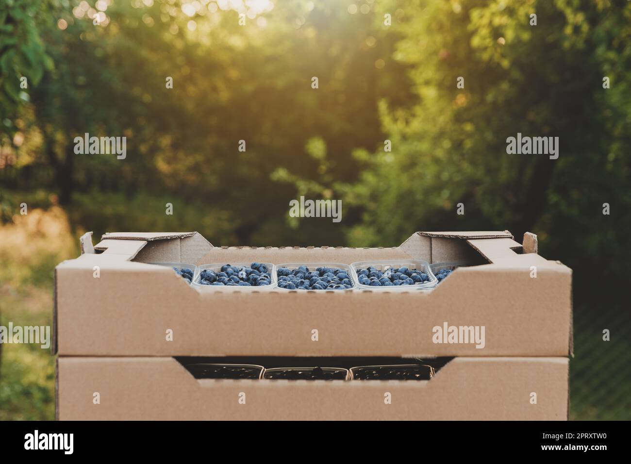 Shipping of blueberry in box or crate with many plastic containers of ...