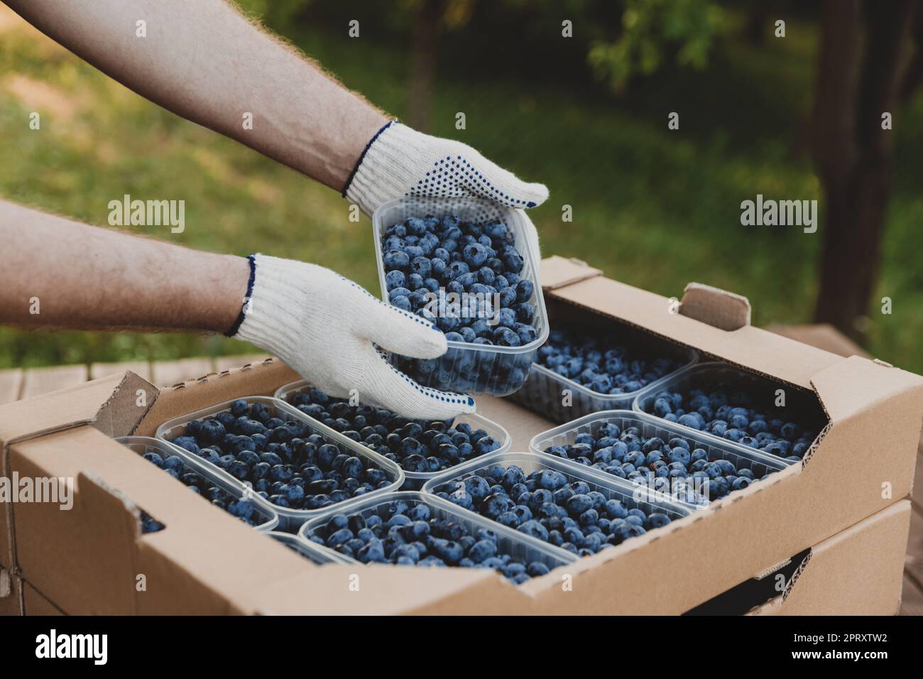 Male hands holding plastic container with large blueberries over ...