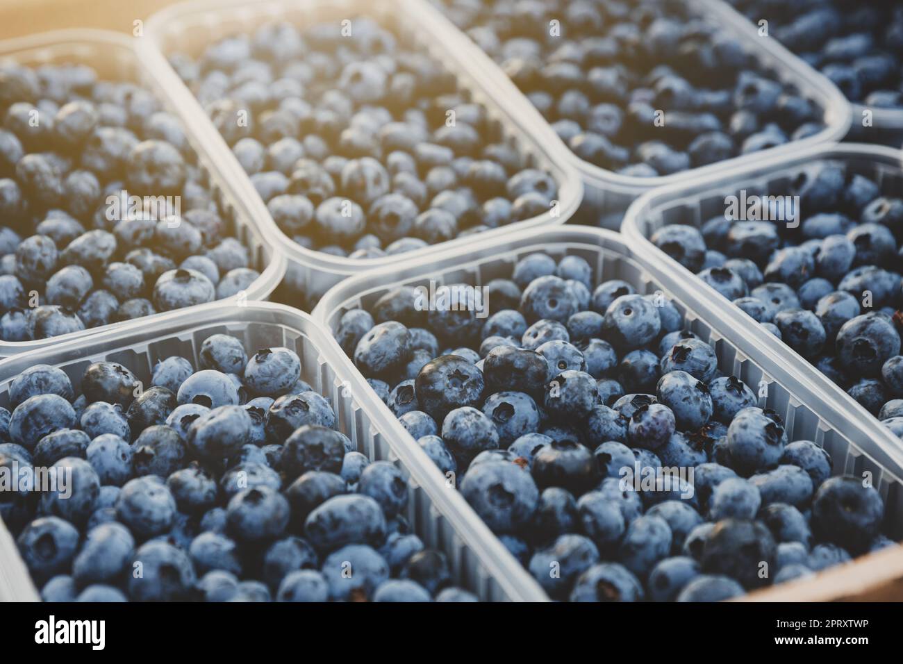 Box or crate with many containers with freshly collected blueberries ...