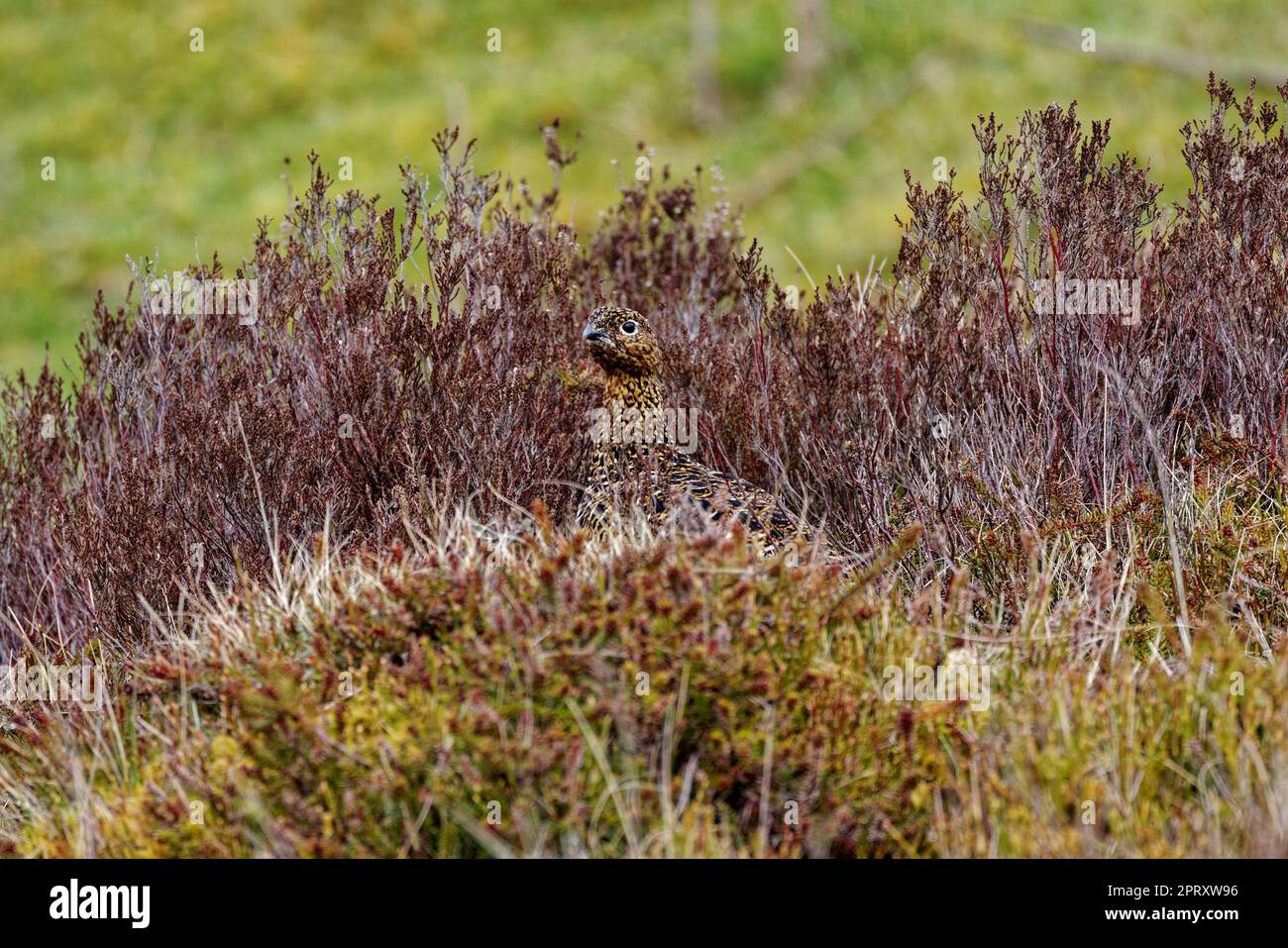 Female Red Grouse (Lagopus lagopus) emerging from cover on the moors ...