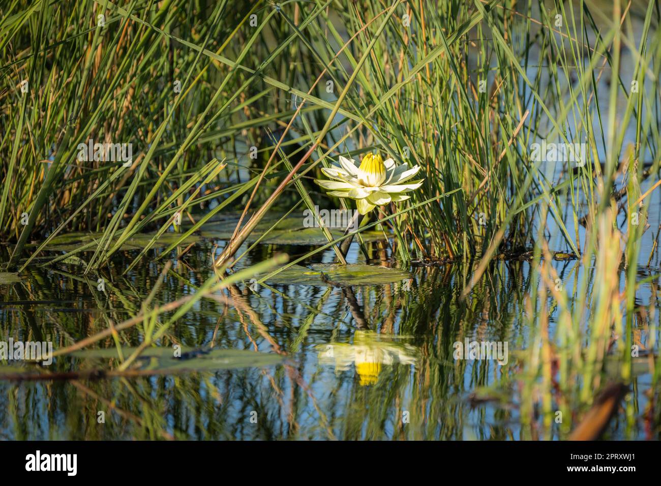 Water lilies and aquatic plants floating on water surface. Kwando River ...