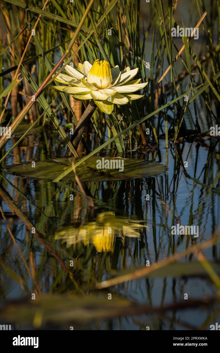 Water lilies and aquatic plants floating on water surface. Kwando River ...