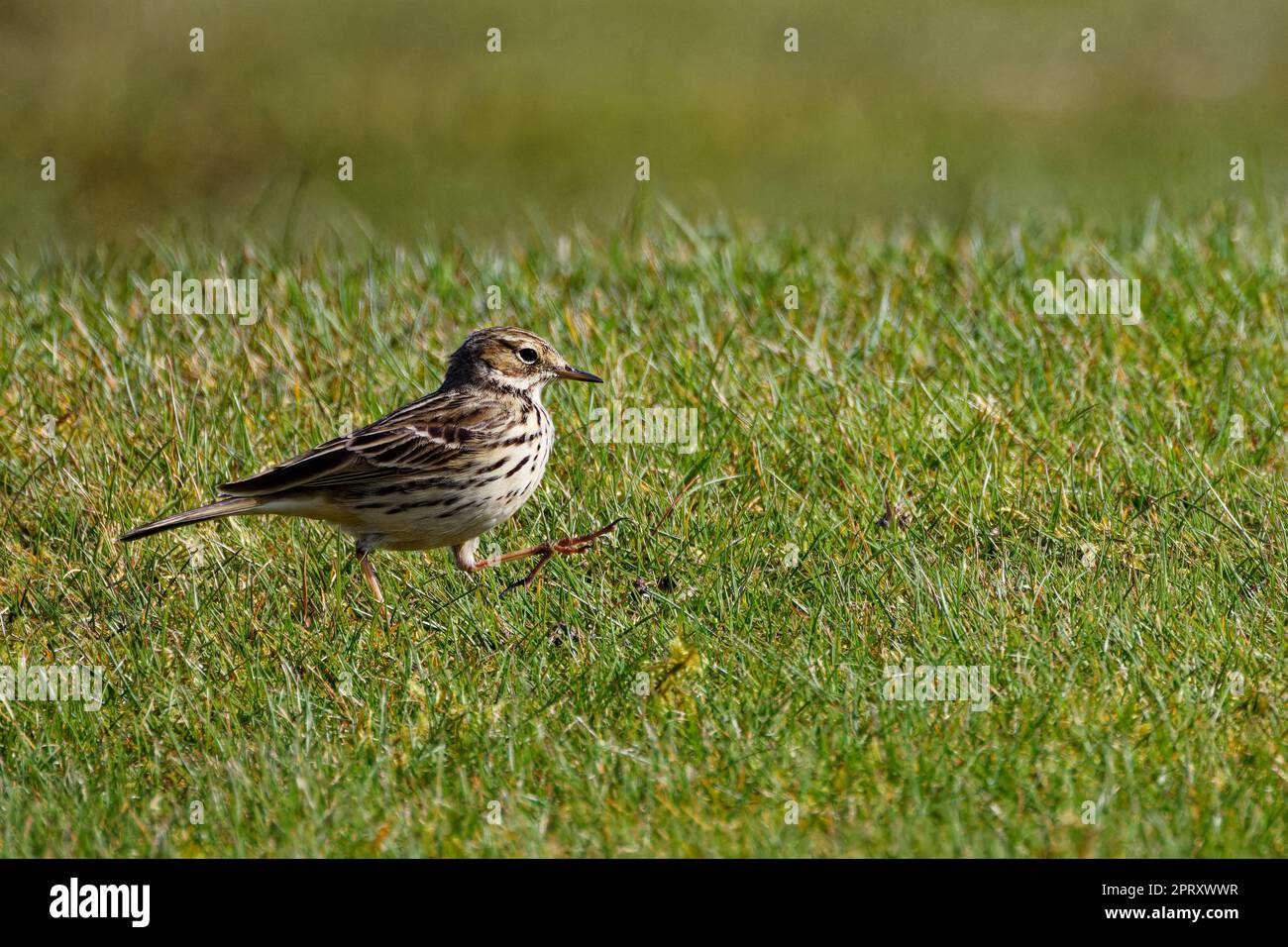 Meadow Pipit (Anthus pratensis Stock Photo - Alamy
