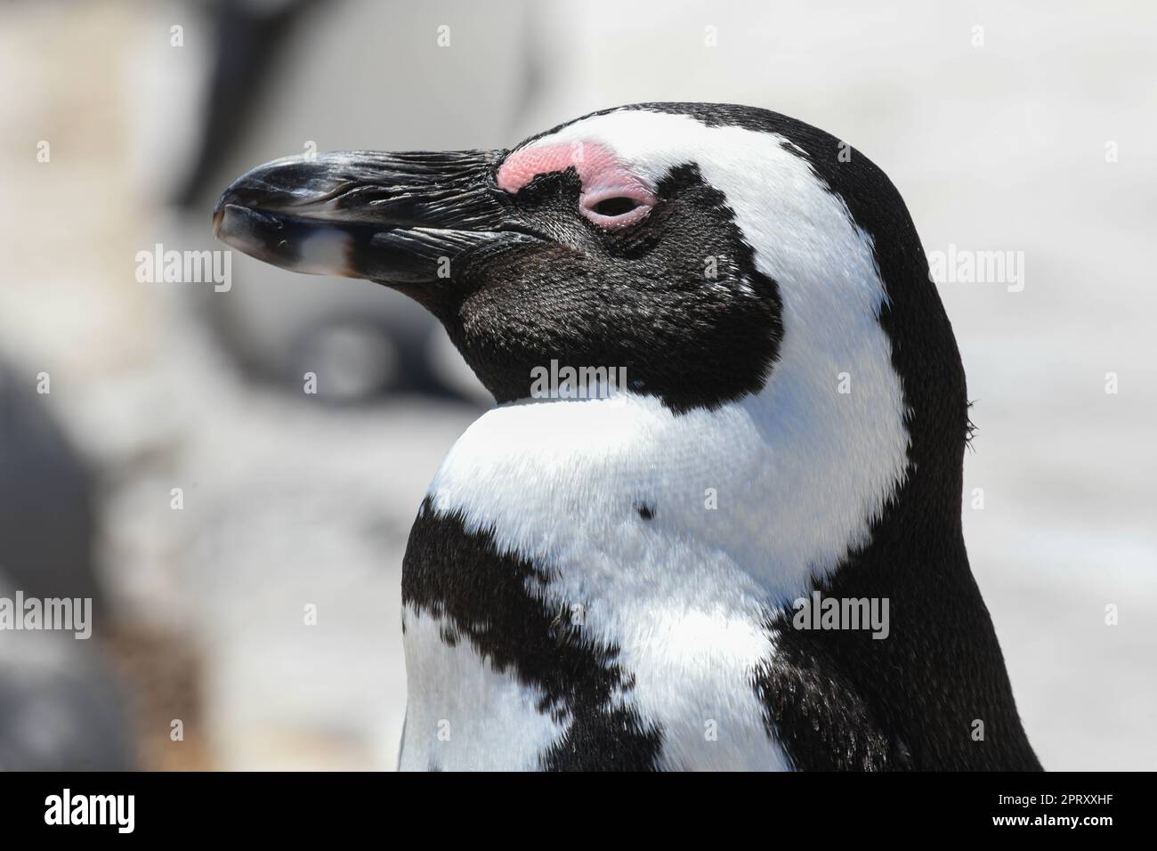 Close up of penguins hi-res stock photography and images - Alamy