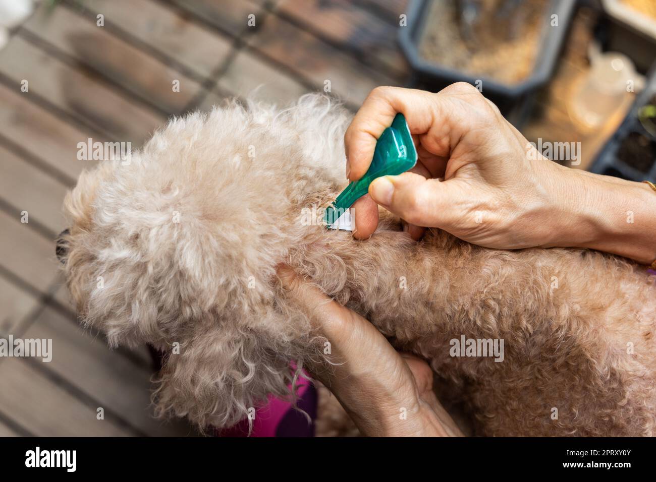 Close-up of person applying ticks, lice and mites control medicine on ...