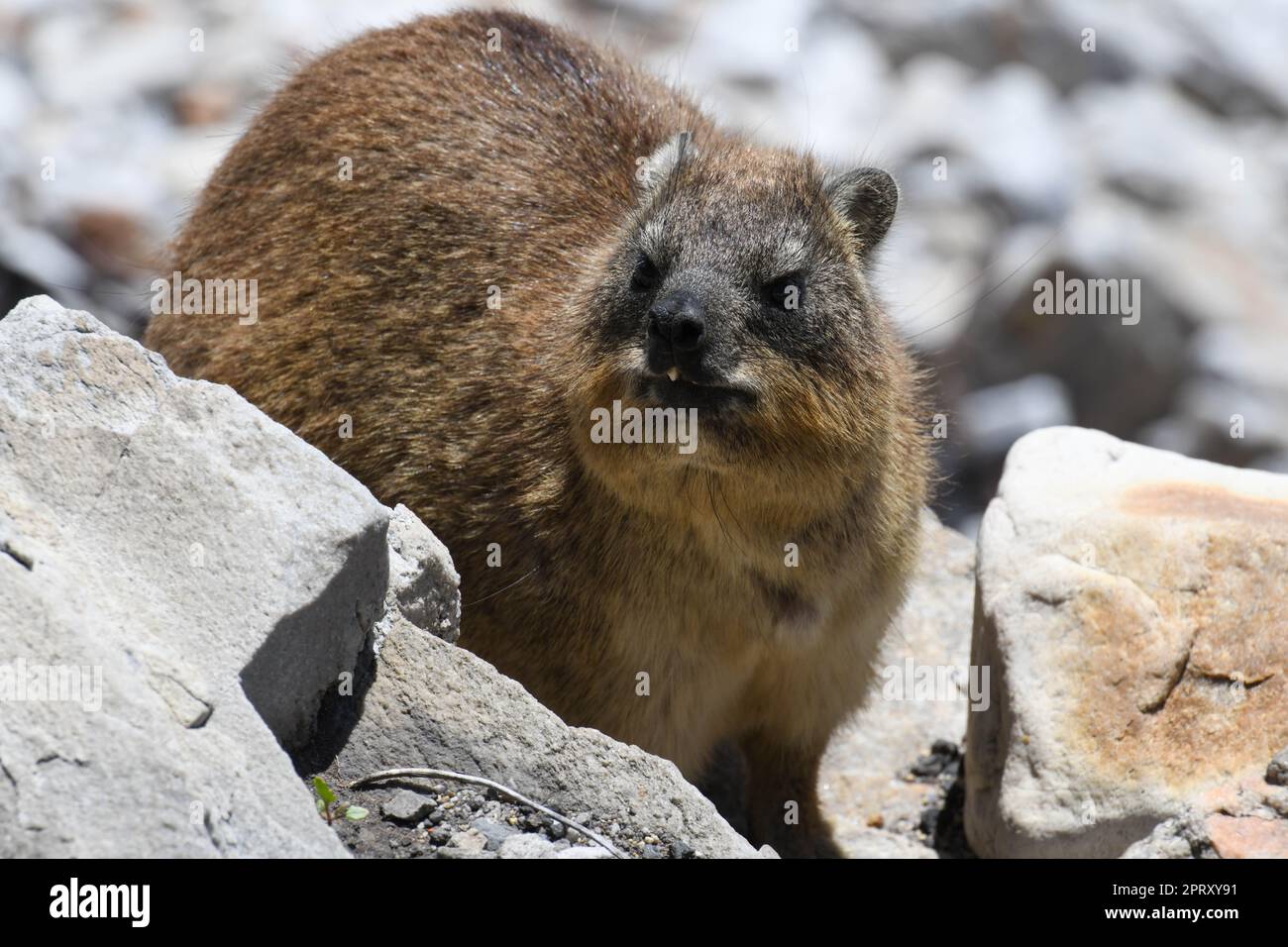 Marmot group hi-res stock photography and images - Alamy