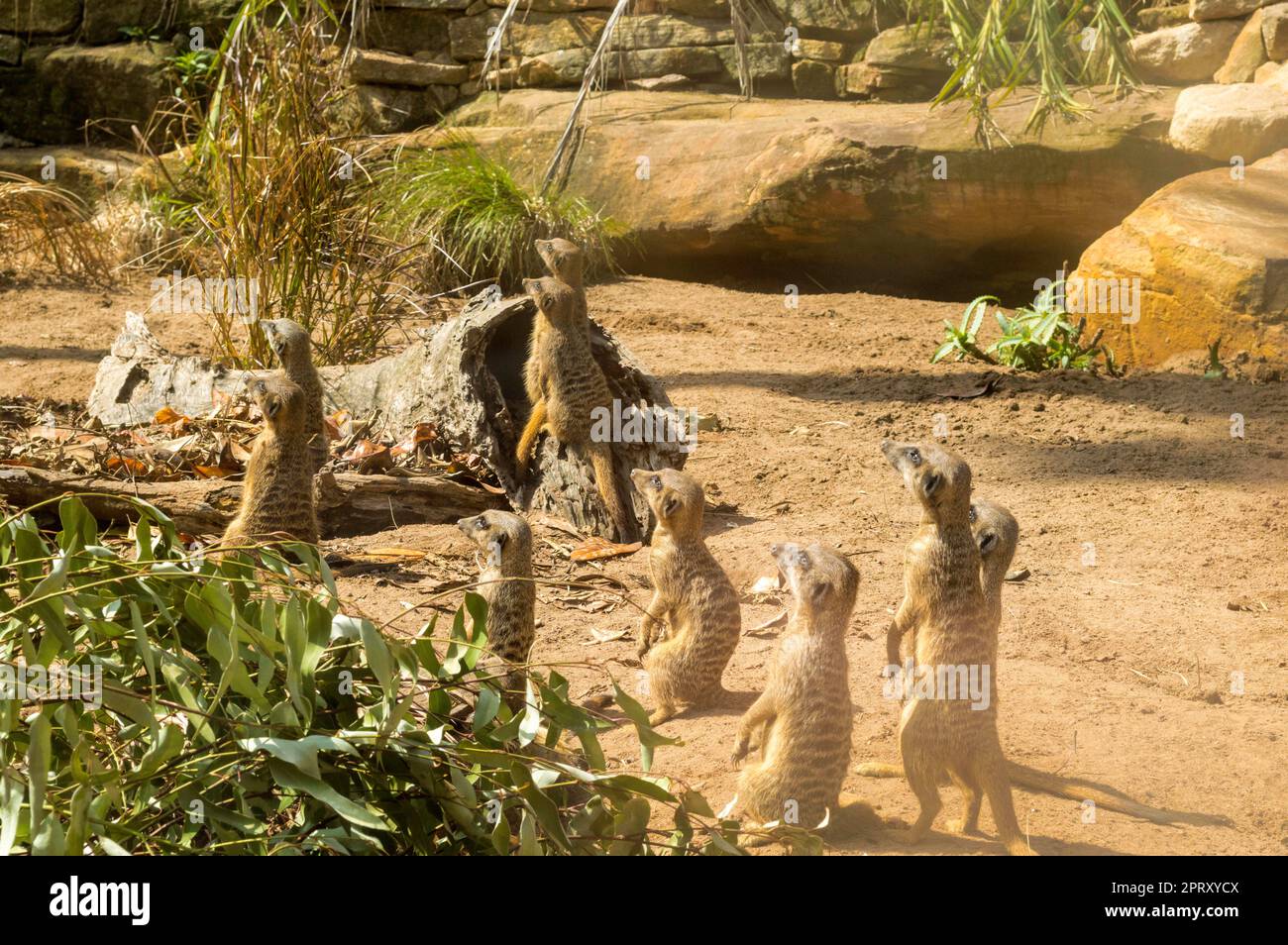 Zoo with sydney in the background hi-res stock photography and images ...
